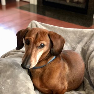 DUNKIRK ANIMAL HOSPITAL - Updated January 2026 - 17 Photos & 41 Reviews ...