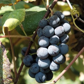 COREY LAKE ORCHARDS - Updated December 2025 - 14 Photos & 15 Reviews ...