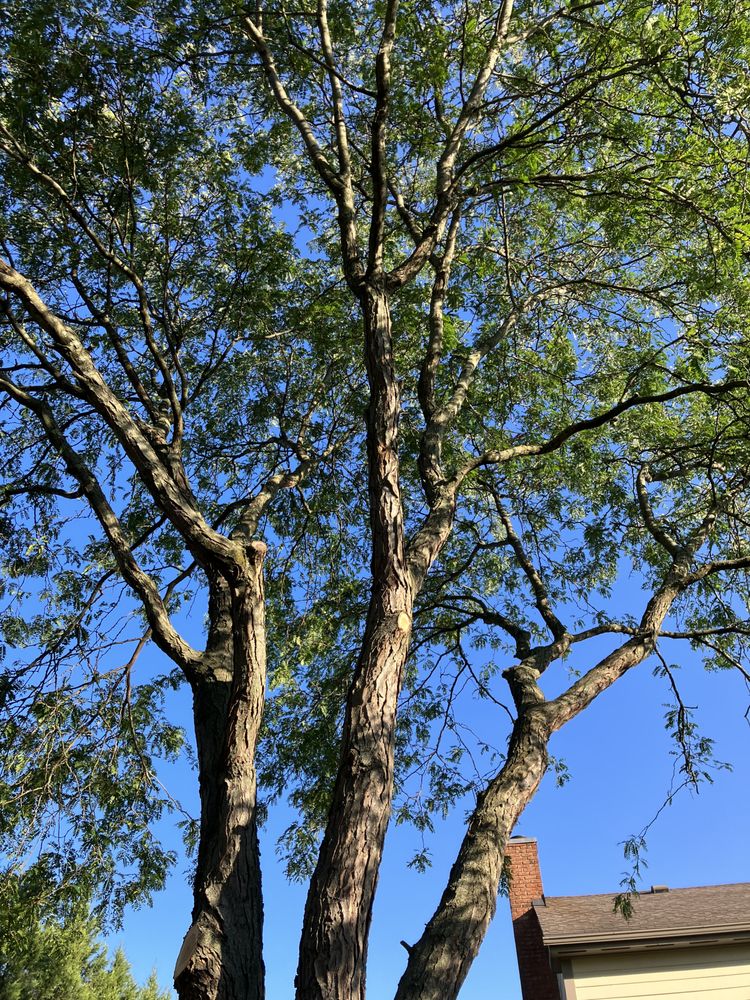 MR T’Z TREE’S - Updated May 2024 - Request a Quote - Dayton, Ohio ...