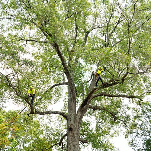 BARTLETT TREE EXPERTS - Updated January 2025 - Salem, Oregon - Tree ...