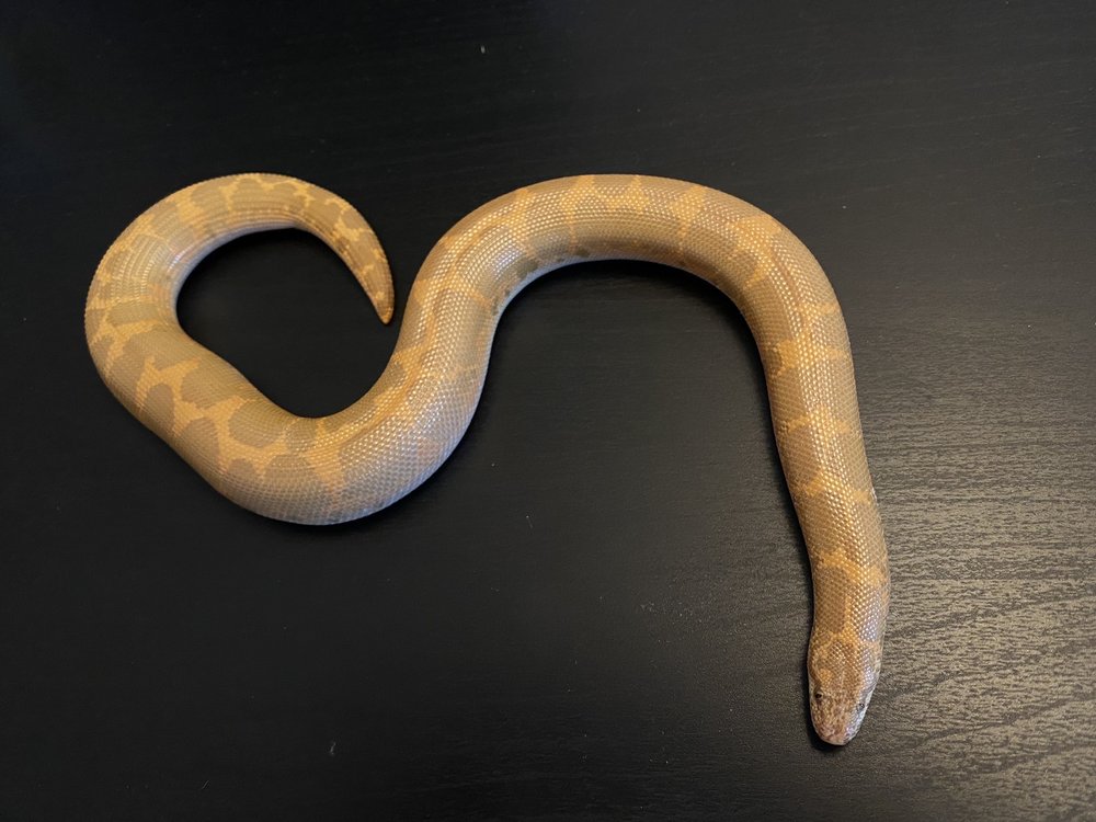 UNDERGROUND REPTILES - Updated October 2025 - 302 Photos & 273 Reviews ...