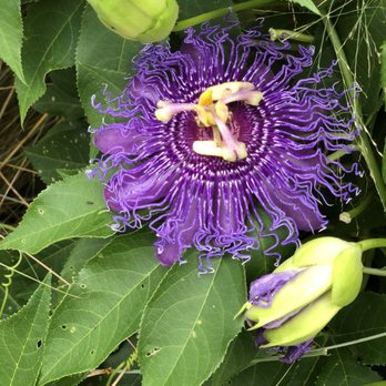 JC RAULSTON ARBORETUM - Updated May 2024 - 584 Photos & 105 Reviews ...