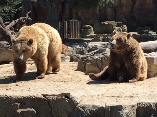 Zoo Aquarium de Madrid - 99 Photos & 51 Reviews - Zoos - Casa de Campo ...