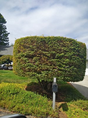 GREEN CITY LANDSCAPING - Updated August 2025 - 14 Photos - Vancouver ...