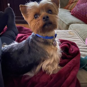 LULU’ S PET GROOMING - Updated July 2024 - 25 Photos & 77 Reviews ...