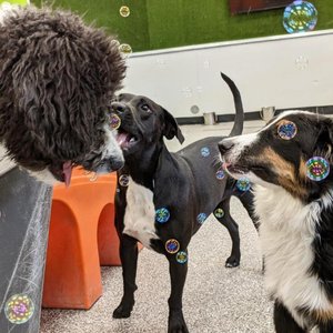 GILBERT DOGS 24/7 - 105 Photos & 142 Reviews - Pet Groomers - 868 N ...