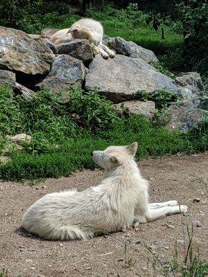 INTERNATIONAL WOLF CENTER - 56 Photos & 22 Reviews - Museums - 1396 Hwy ...