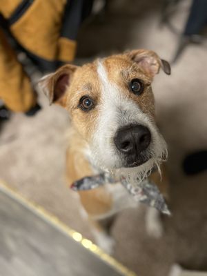 THE GREEN K9 - Updated December 2024 - 54 Photos & 24 Reviews - 3340 ...