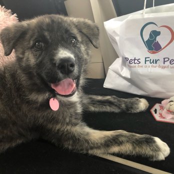 THE HUMANE SOCIETY’S PETS FUR PEOPLE - Updated May 2026 - 33 Photos ...