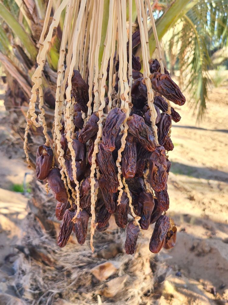 MARTHA’S GARDENS DATE FARM - Updated December 2024 - 68 Photos & 46 ...