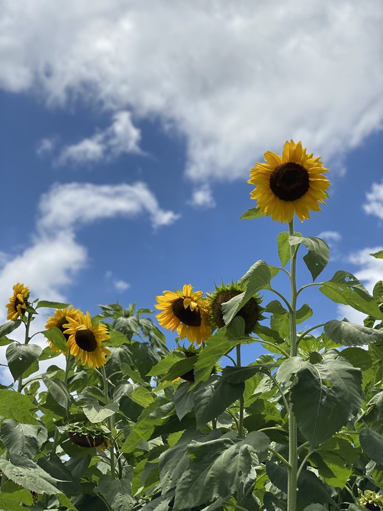 SWEETFIELDS FARM - 181 Photos & 58 Reviews - 17250 Benes Roush Rd ...