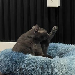 MAC TABBY CAT CAFE - Updated July 2025 - 28 Photos - 103 S Main Street ...