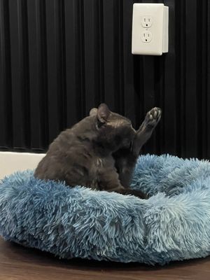 MAC TABBY CAT CAFE - Updated December 2025 - 28 Photos - 103 S Main ...