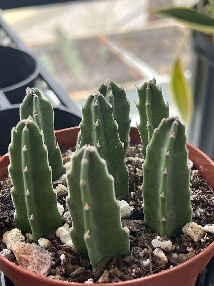 SUCCULENT NATIVE - Updated December 2025 - 193 Photos & 74 Reviews ...