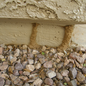 ACTION TERMITE & PEST CONTROL - 24 Photos & 116 Reviews - 1101 W ...