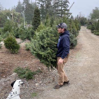 PATCHEN CALIFORNIA CHRISTMAS TREE FARMS - TEMP. CLOSED - Updated ...