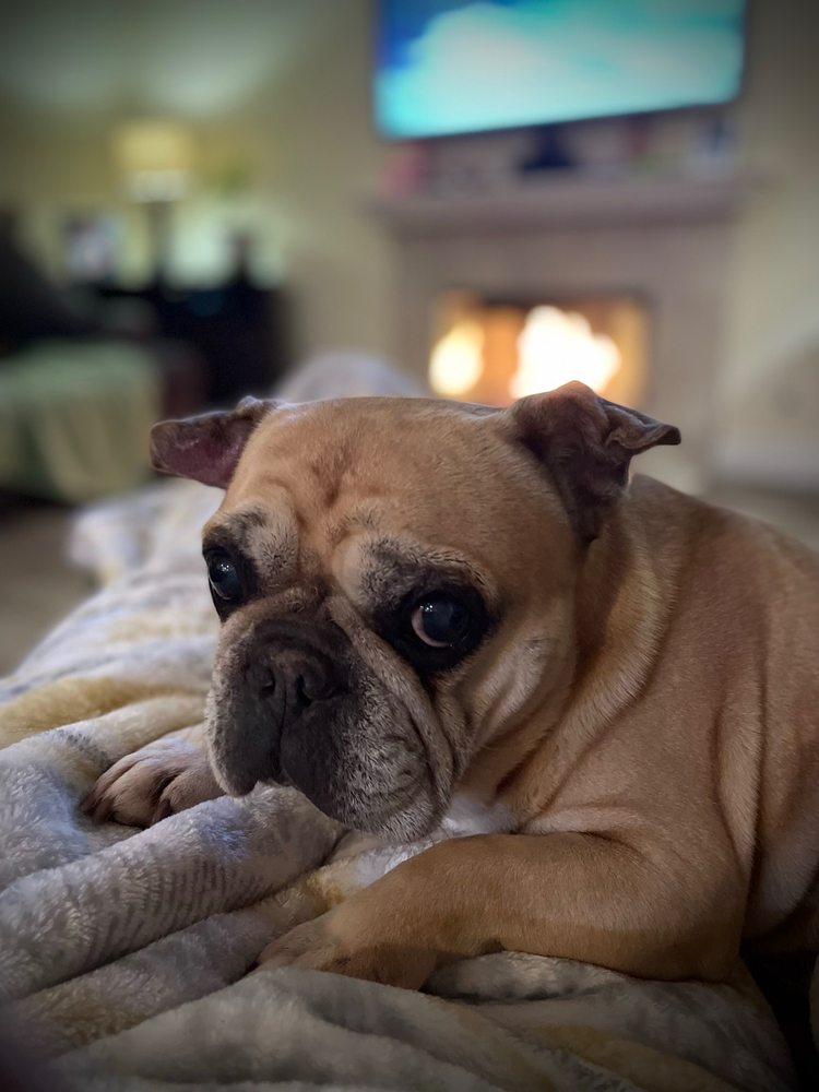 FRENCH VALLEY VETERINARY HOSPITAL - Updated December 2025 - 242 Photos ...