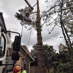 Best Tree Services Near Me - May 2025: Find Nearby Tree Services ...