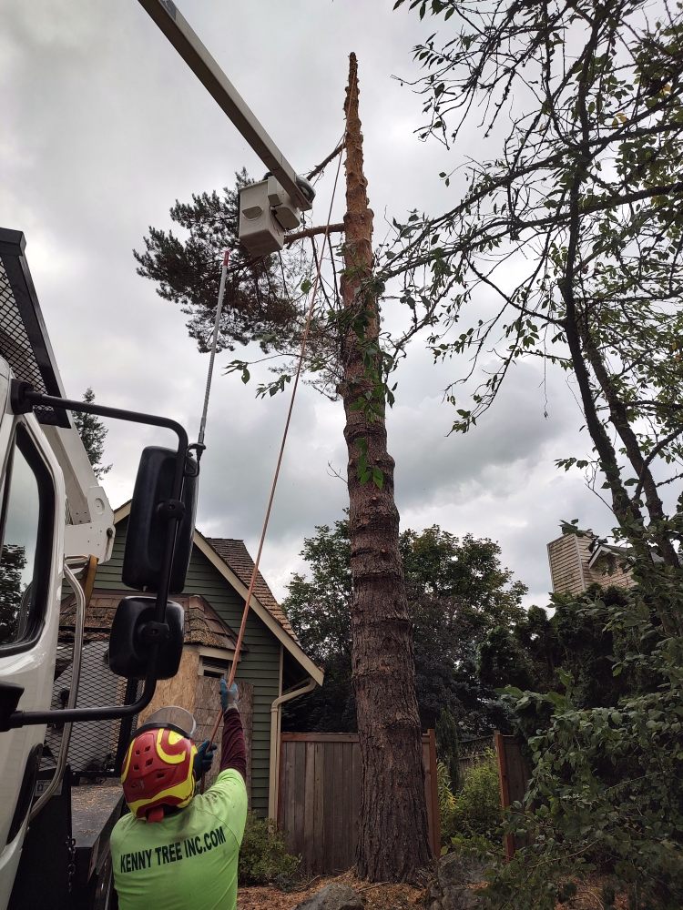 KENNY TREE - Updated October 2025 - 247 Photos & 102 Reviews - 8501 ...