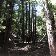 POGONIP - 217 Photos & 36 Reviews - Parks - 333 Golf Club Dr, Santa ...