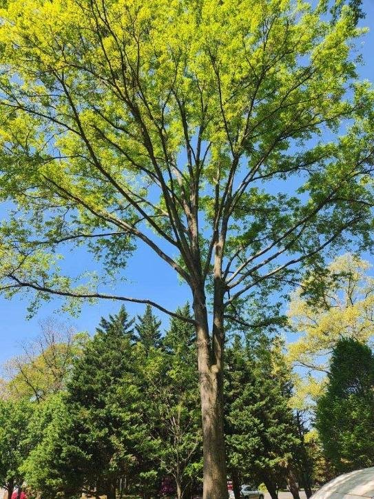 FV TREE SERVICE - Updated June 2024 - 10 Photos - 9284 Thornwood Ln ...