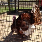 SUFFOLK COUNTY FARM - 51 Photos & 11 Reviews - Farms - 350 Yaphank Ave ...