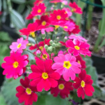 GAISER CONSERVATORY - Updated October 2025 - 73 Photos & 13 Reviews - 4 ...