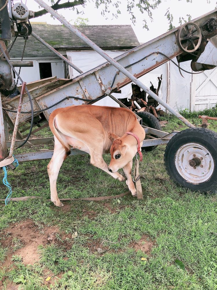 TY LLWYD FARM - Updated July 2025 - 36 Photos & 34 Reviews - 5793 Sound ...