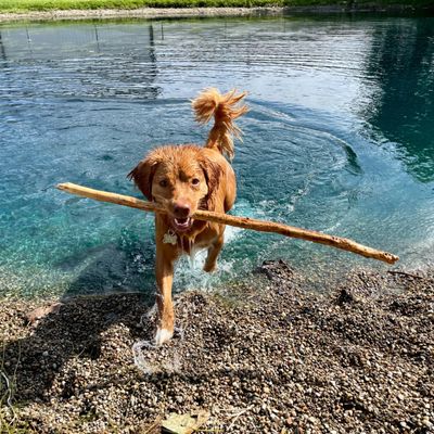 THE DOG RANCH - Updated November 2025 - 21 Photos & 21 Reviews - 75600 ...