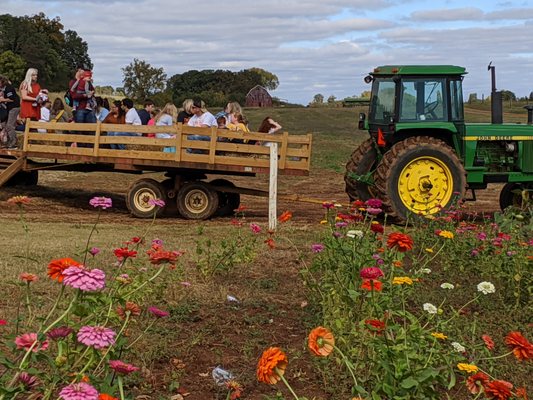 MAPLE LANE FARMS & CORN MAZE - Updated January 2026 - 29 Photos & 10 ...