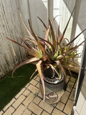 PEST TECH HAWAII - Updated January 2026 - 84 Photos & 125 Reviews ...