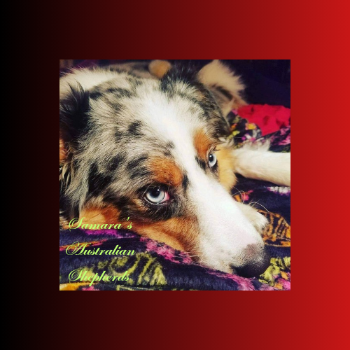 SAMARA’S AUSTRALIAN SHEPHERDS - Updated September 2025 - Request Information - Pemberville, Ohio ...