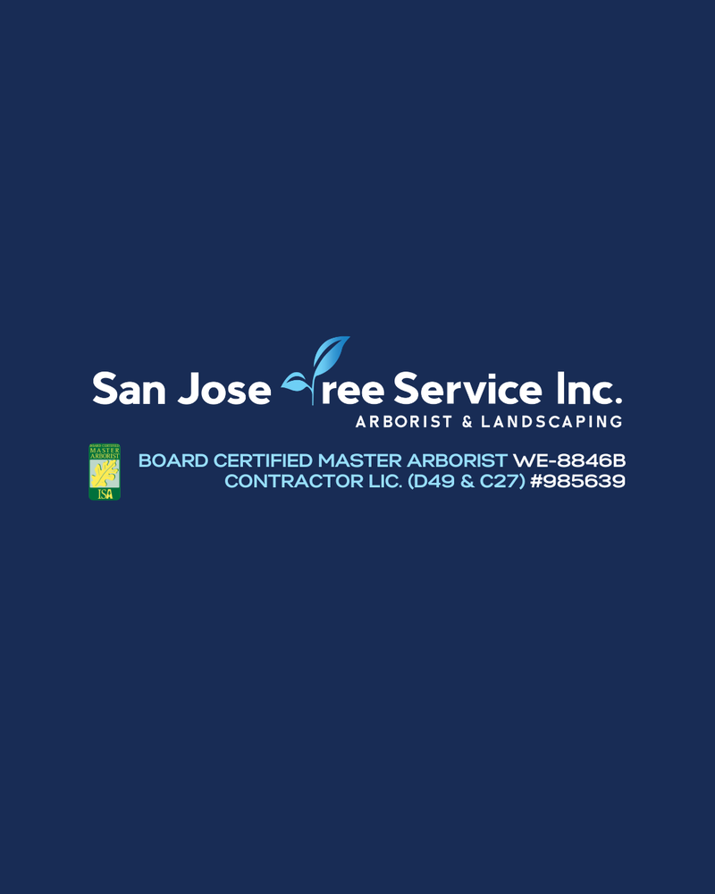 SAN JOSE TREE SERVICE - Updated October 2025 - 105 Photos & 115 Reviews ...