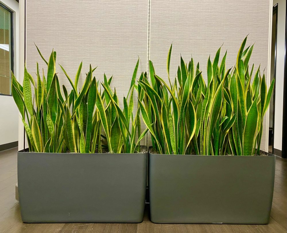 INTERIOR PLANT SPECIALTIES - Updated December 2025 - 10 Photos - 2225 ...