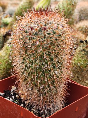 CALIFORNIA CACTUS RANCH - 305 Photos & 84 Reviews - 19420 Saticoy St ...