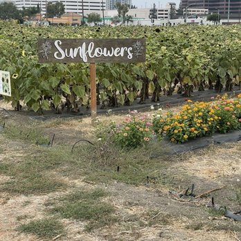 HANA FIELD BY TANAKA FARMS - Updated June 2025 - 465 Photos & 226 ...