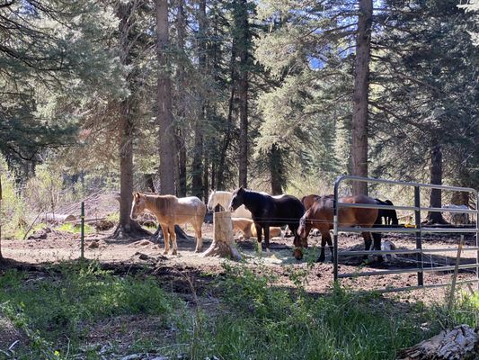 Escape To The Wild: Your Colorado Adventure Awaits At Bruce Spruce Ranch