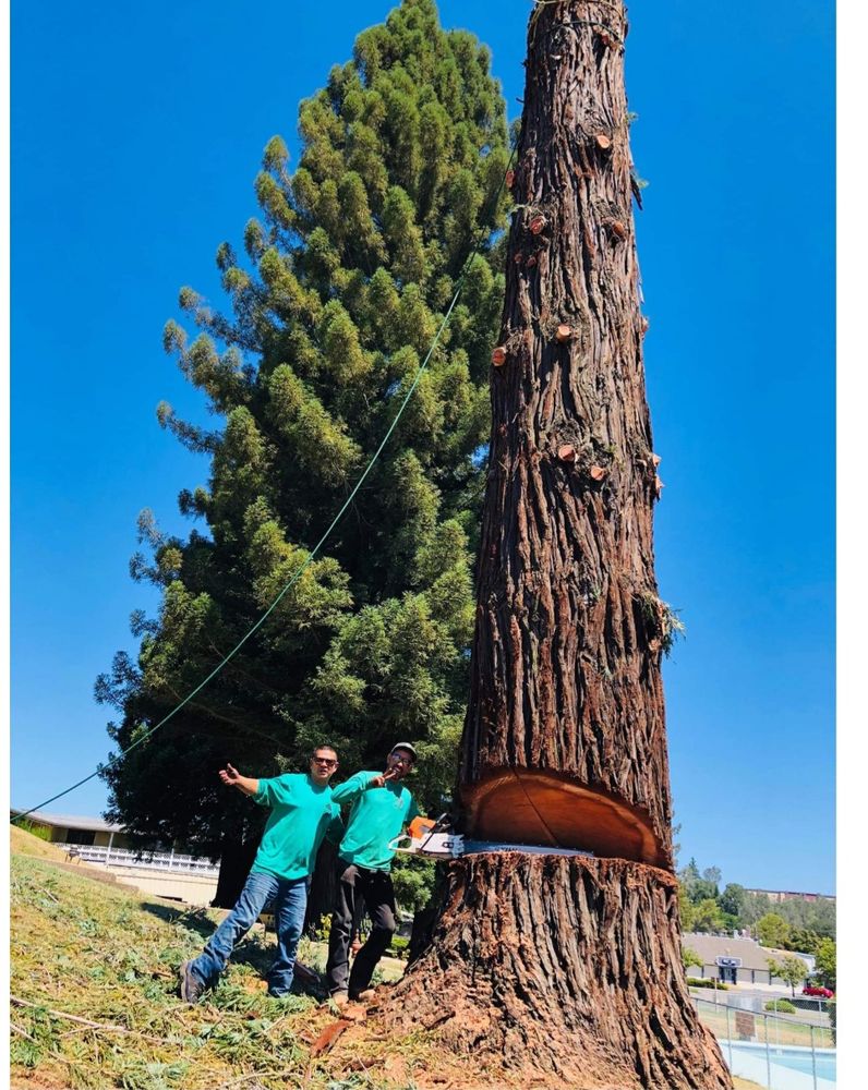 H G TREE SERVICE - Updated July 2024 - 117 Photos & 42 Reviews ...