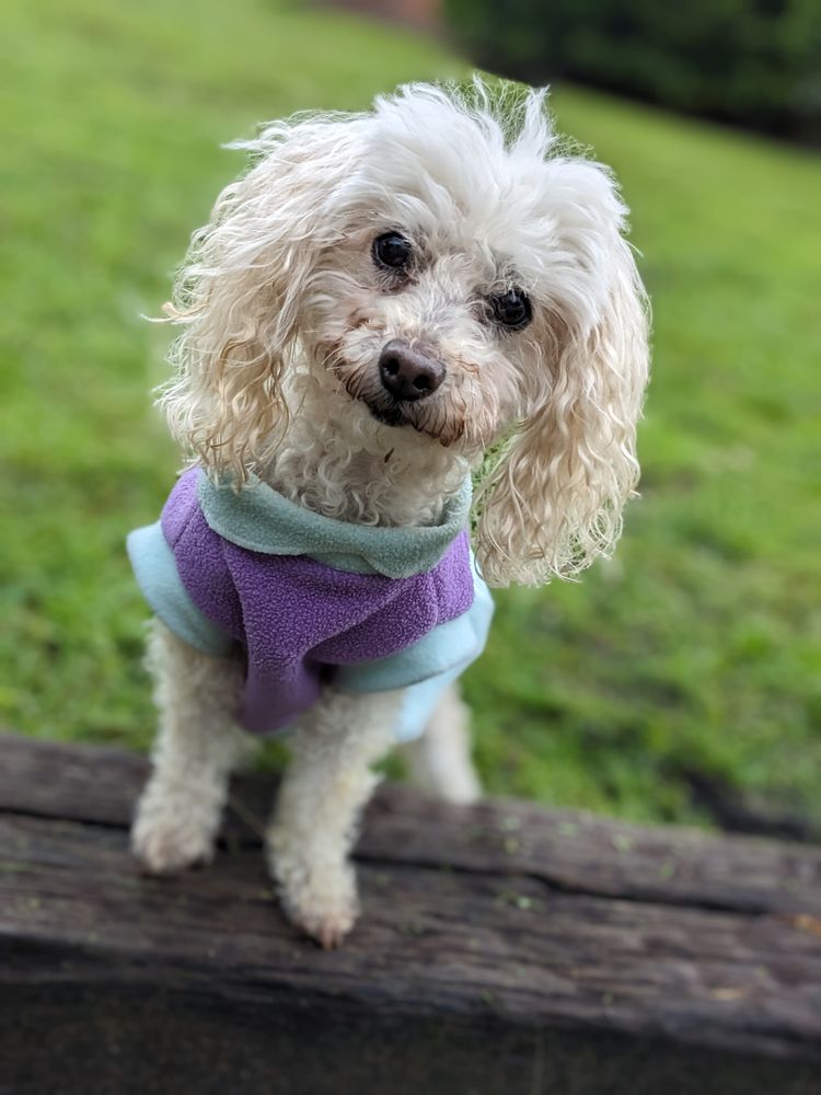 BOW WOW WALKS - Updated September 2024 - Request a Quote - BVL, Florida ...