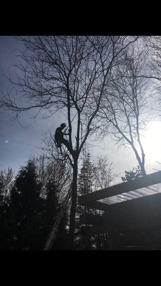 RUBY TREE CARE - Updated October 2025 - Request a Quote - Langley, British Columbia - Tree ...