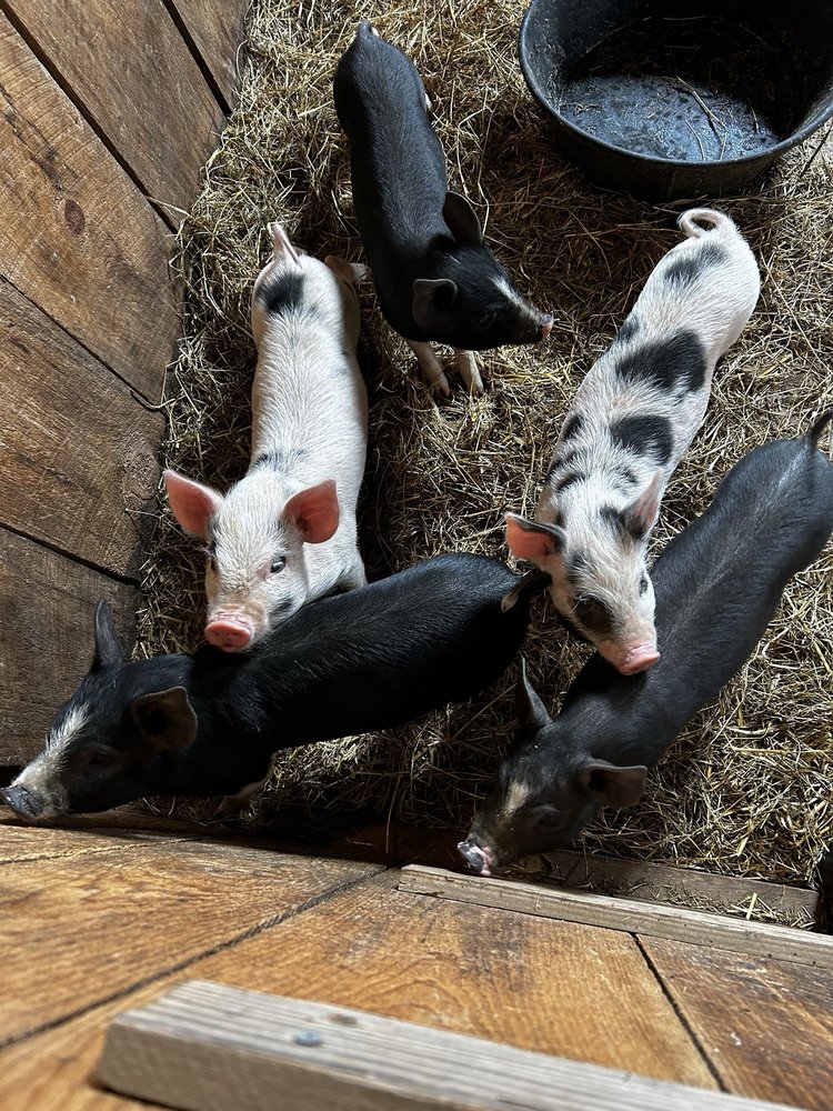 MOUNT GILEAD FARM AND FRENCH BROAD CREAMERY - Updated November 2025 ...