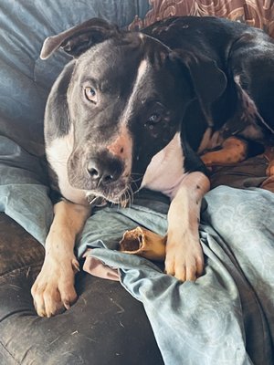 CABARRUS ANIMAL HOSPITAL - Updated March 2025 - 13 Photos & 34 Reviews ...