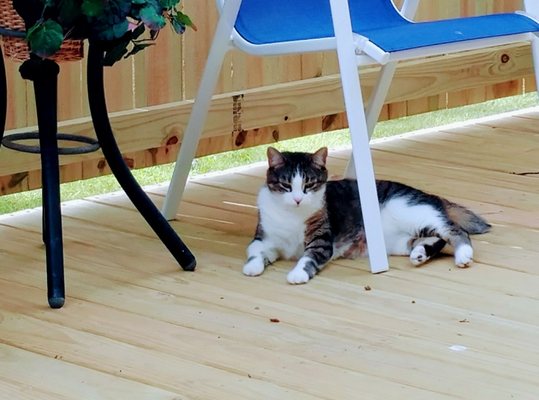 PORTAGE COUNTY ANIMAL PROTECTIVE LEAGUE - Updated July 2025 - 8122 ...