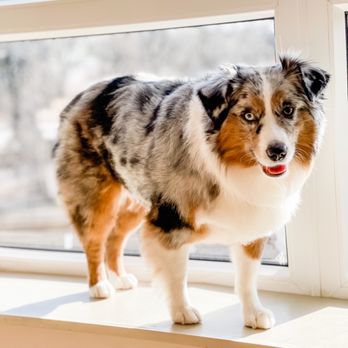 GROOMING ZOOMIES - Updated May 2026 - 69 Photos & 39 Reviews - 540 E ...