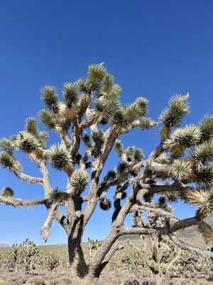 MAXTOUR - 36 Photos & 17 Reviews - Bus Tours - 1000 N Green Valley Pkwy ...