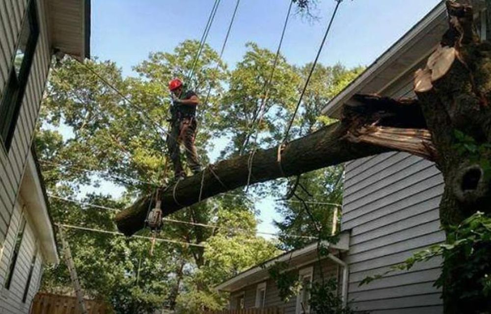 SHARPER EDGE TREE CARE - Updated December 2025 - 10 Photos - 3900 S ...