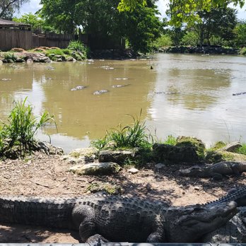 EVERGLADES ALLIGATOR FARM - Updated May 2025 - 876 Photos & 316 Reviews ...