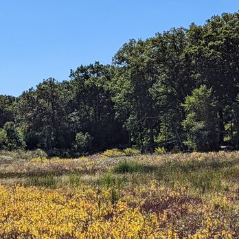 MEACHAM GROVE FOREST PRESERVE - Updated April 2026 - 58 Photos & 15 ...