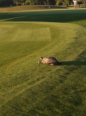 JIMMY CLAY GOLF COURSE - Updated October 2025 - 54 Photos & 59 Reviews ...