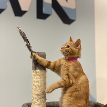 MINI CAT TOWN - MILPITAS - Updated May 2025 - 83 Photos & 26 Reviews ...